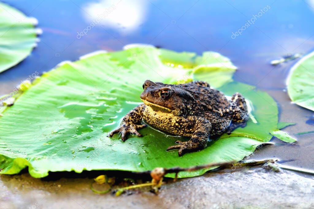 rana grande, hoja verde de lirio de agua, agua, reflejo de nubes en el ...