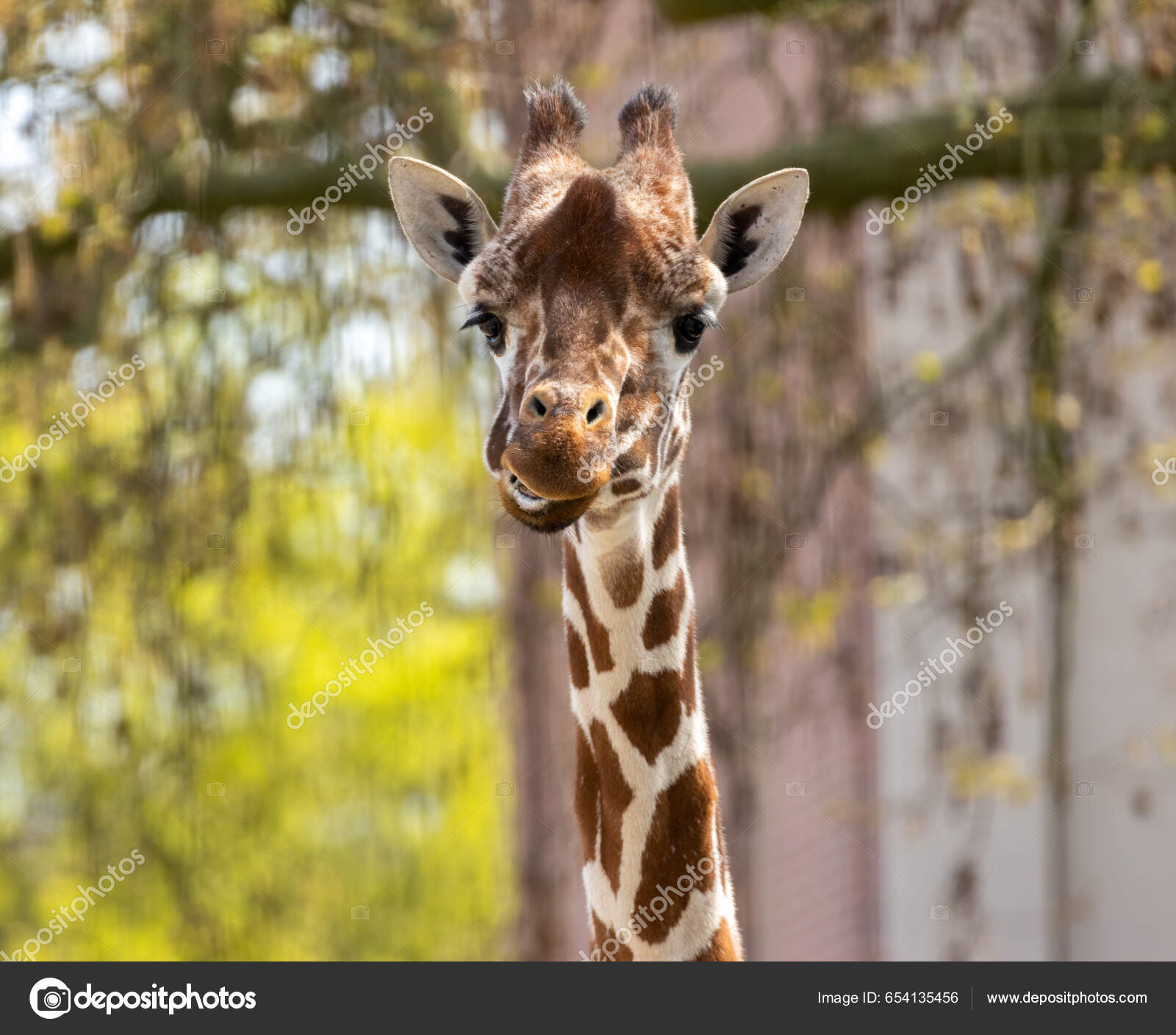 Awkward Giraffe Face