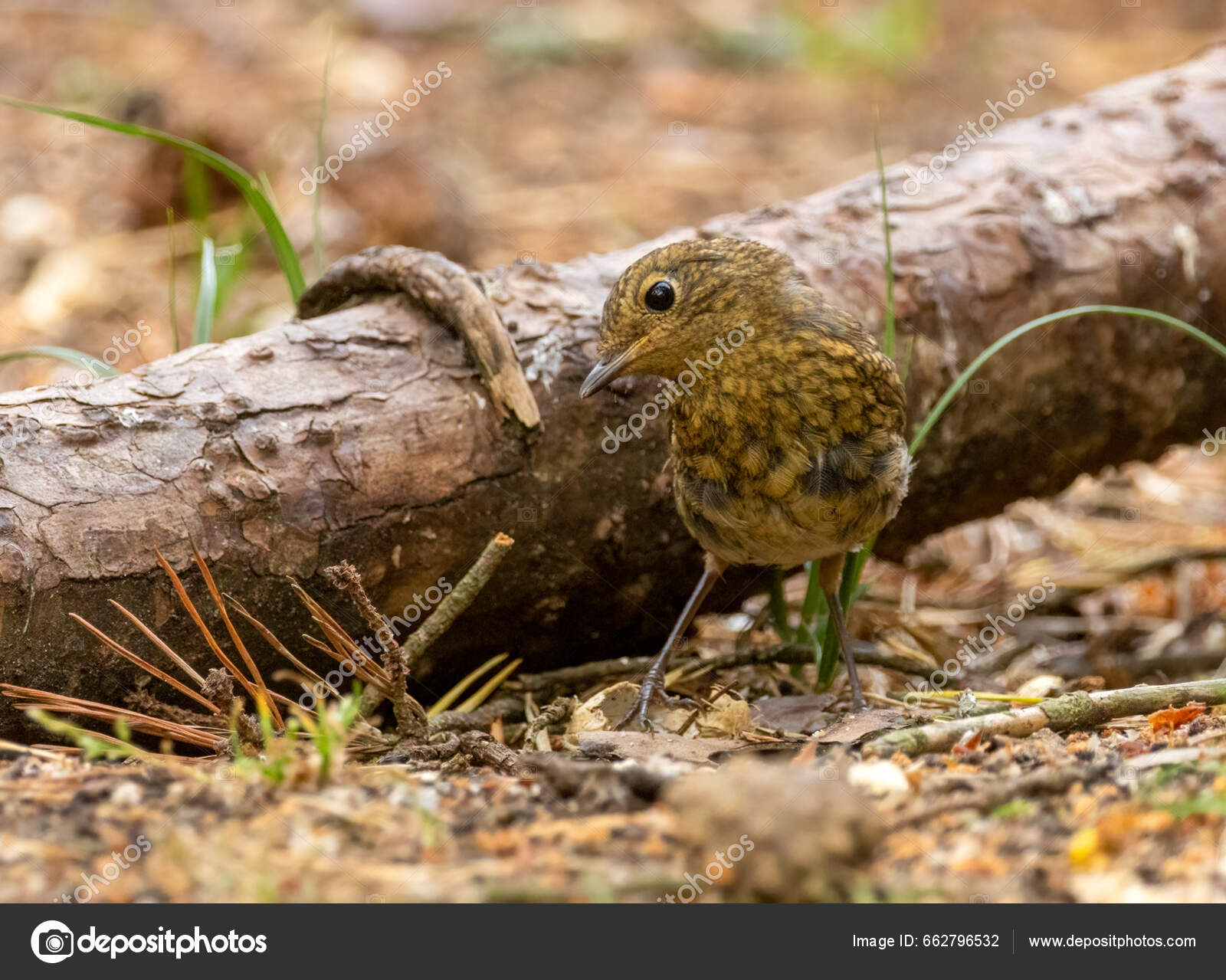 Juvenile Robin Bird