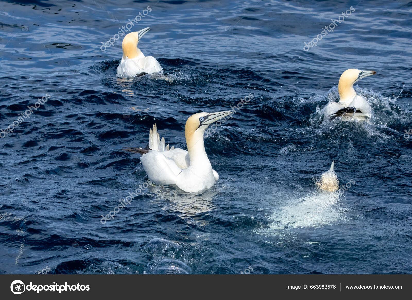 Birds Diving For Fish