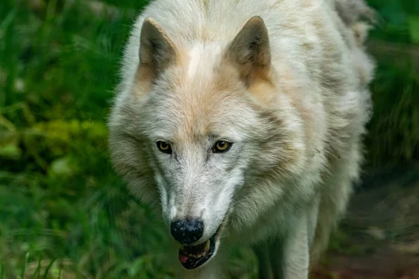 Wolfsaugen Stock Photos, Royalty Free Wolfsaugen Images | Depositphotos