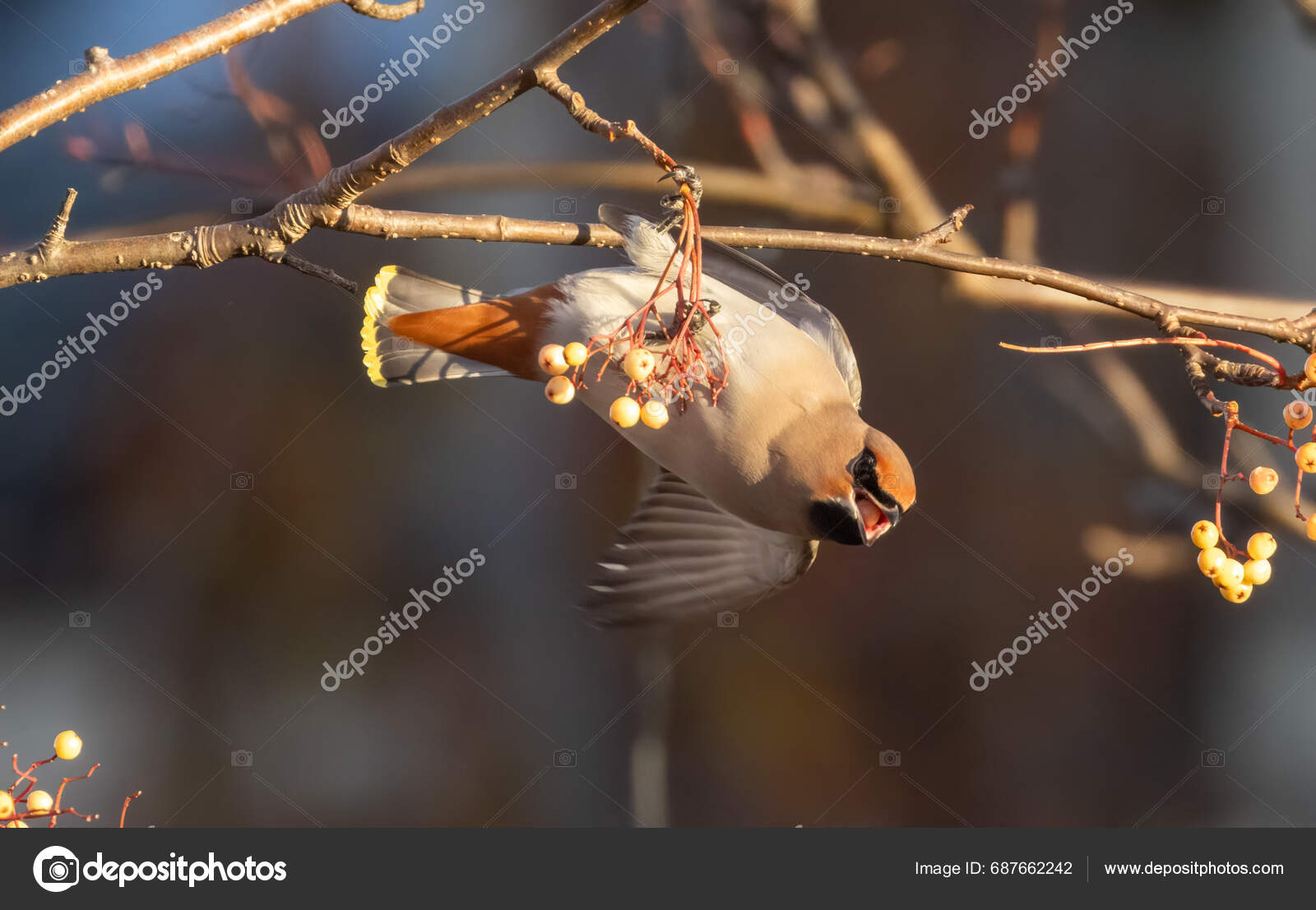 Bohemian Waxwing Bird Eating Berries Rowan Tree — Stock Photo ...