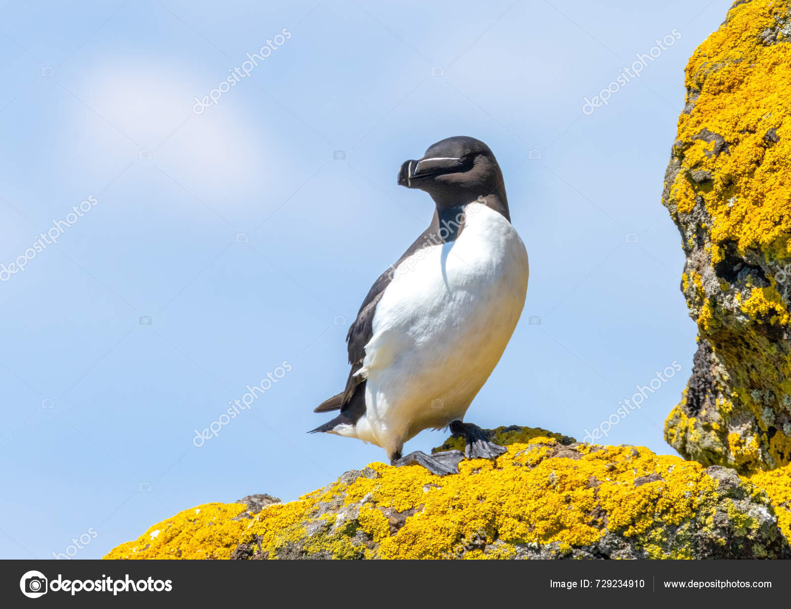 Razorbill Seabird Cliff Sunshine — Stock Photo © SarahLouPhotography ...