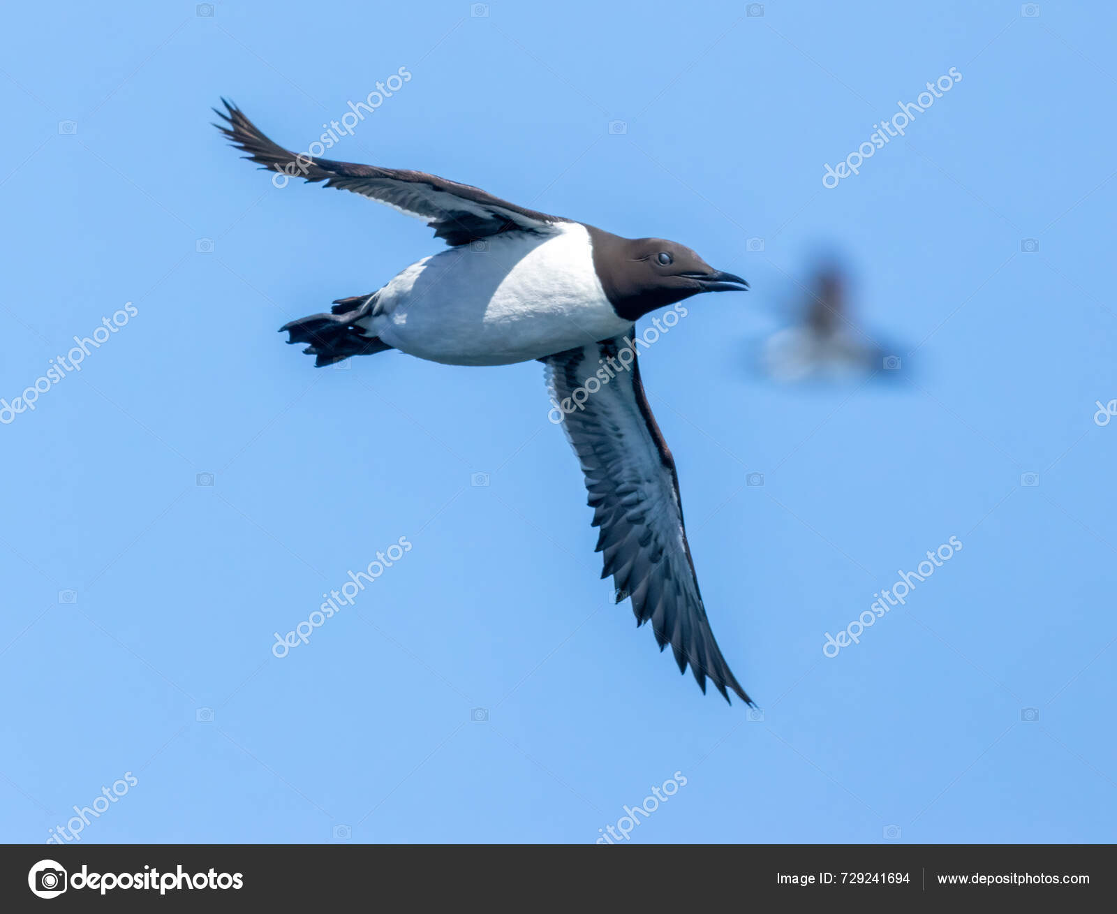 Razorbill Seabird Flight Beautiful Blue Sky Background — Stock Photo ...