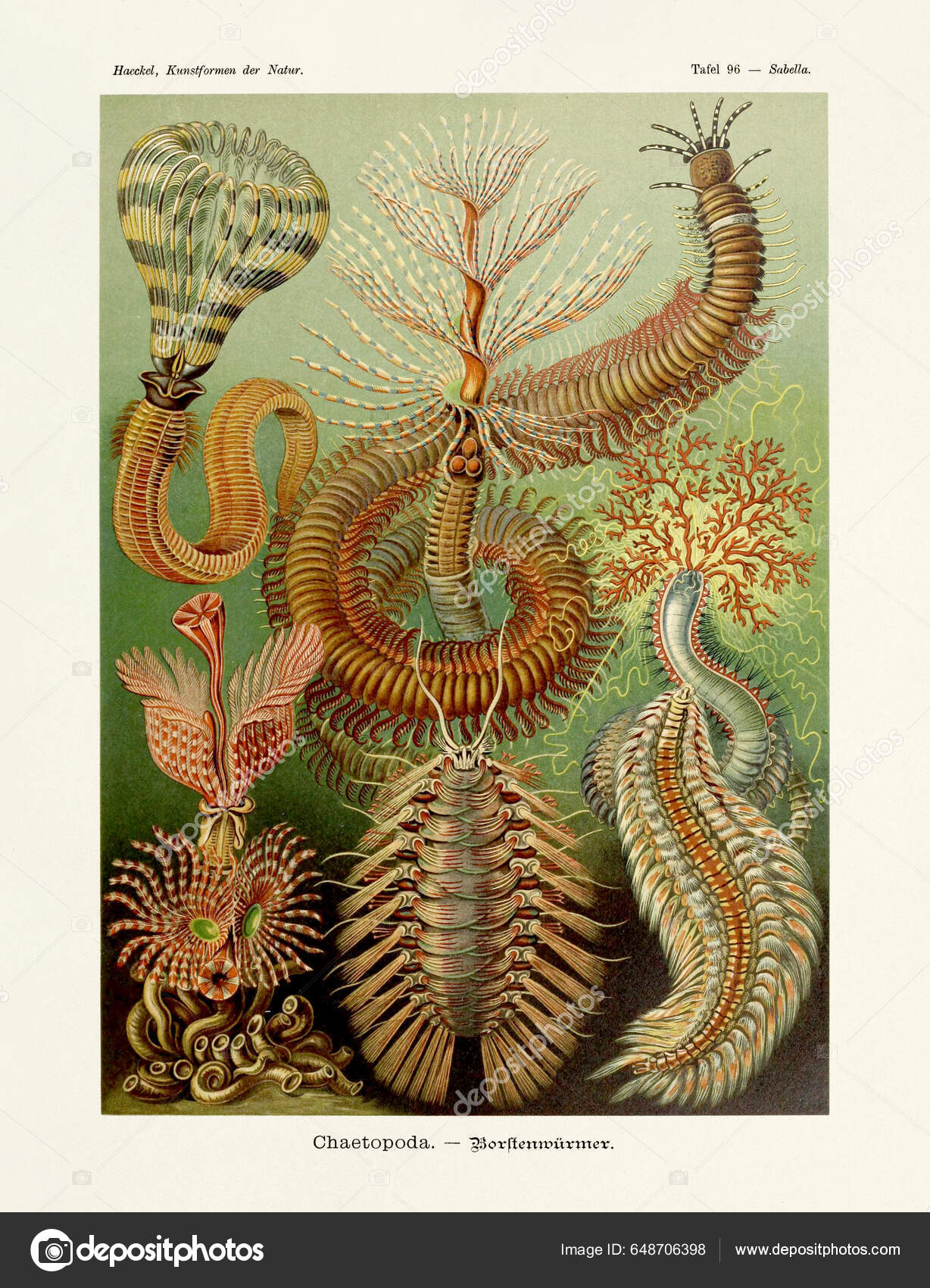 Sea Worms Ernst Haeckel 19Th Century Antique Zoological Illustration ...