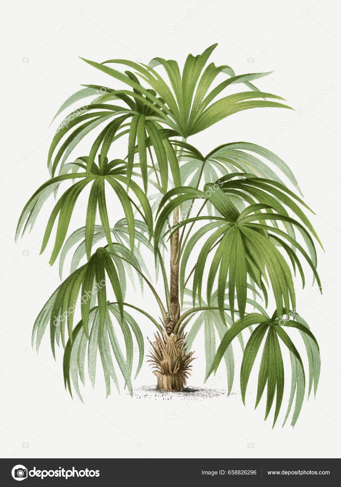 Botanical Palm Tree Illustration Acanthorhiza Tropical Palm Plant ...