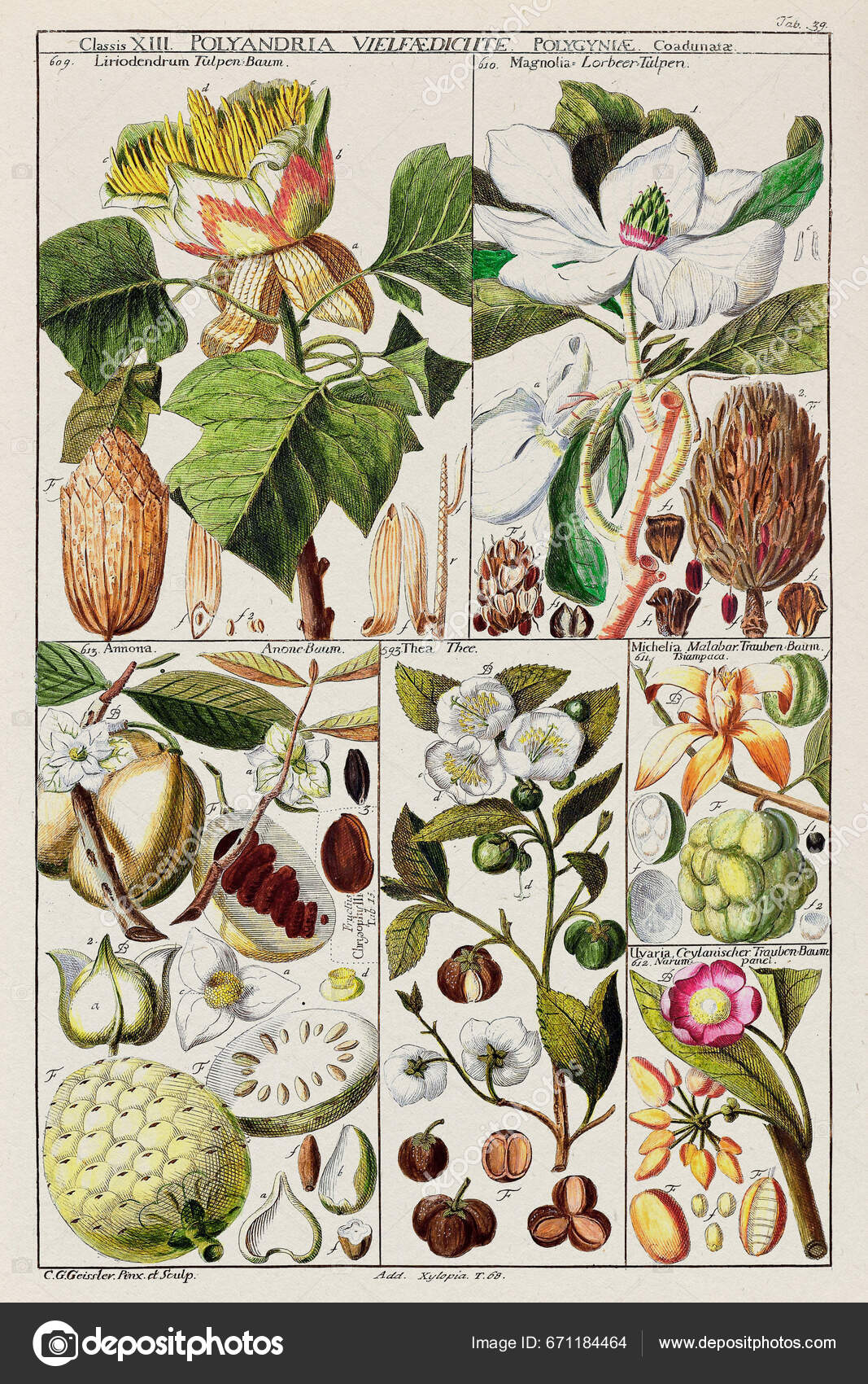 18Th Century Botanical Chart Linnaean Plant Classification 1795 ... 18Th Century Botanical Chart Linnaean Plant Classification 1795 ...