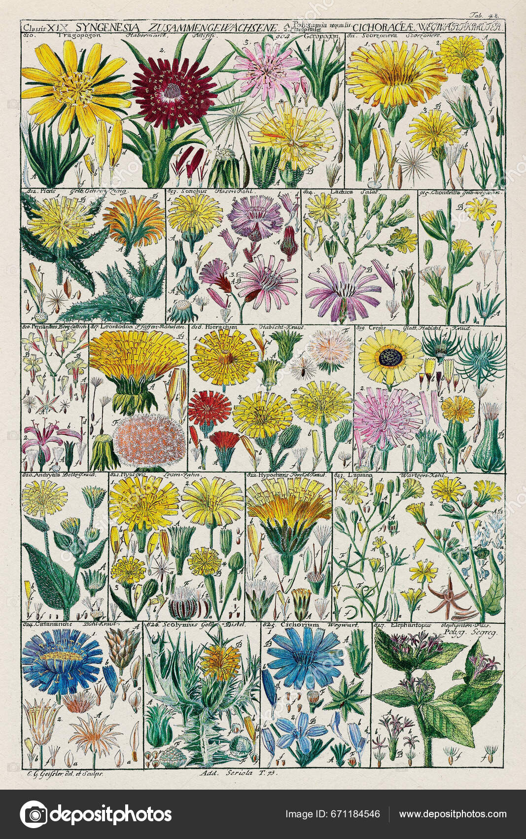 18Th Century Botanical Chart Linnaean Plant Classification 1795 ... 18Th Century Botanical Chart Linnaean Plant Classification 1795 ...