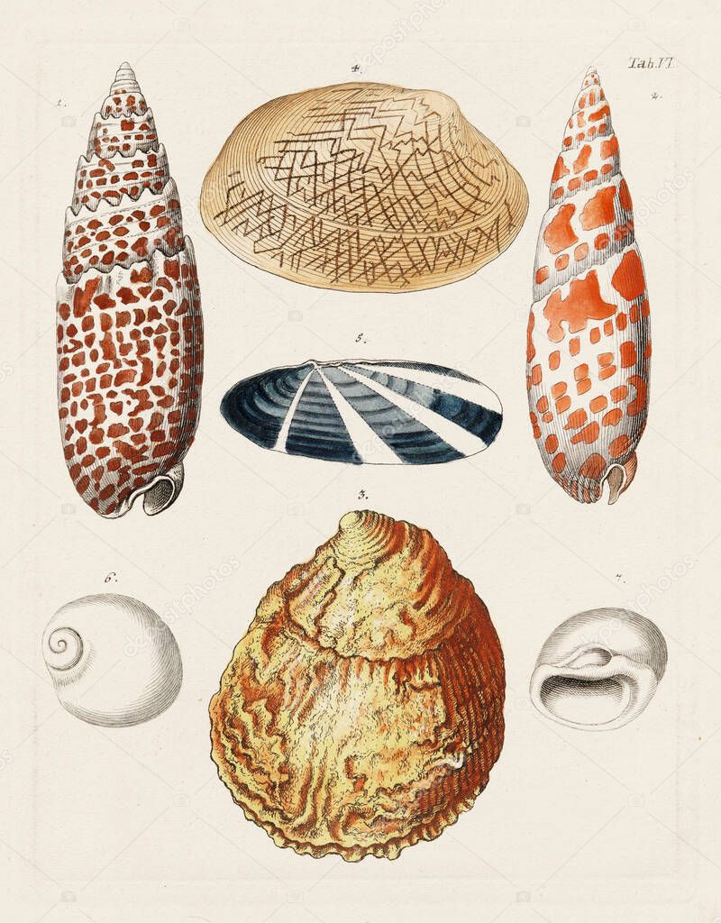 Conchas. Ilustración de conchología, plato de un libro de conchología ...
