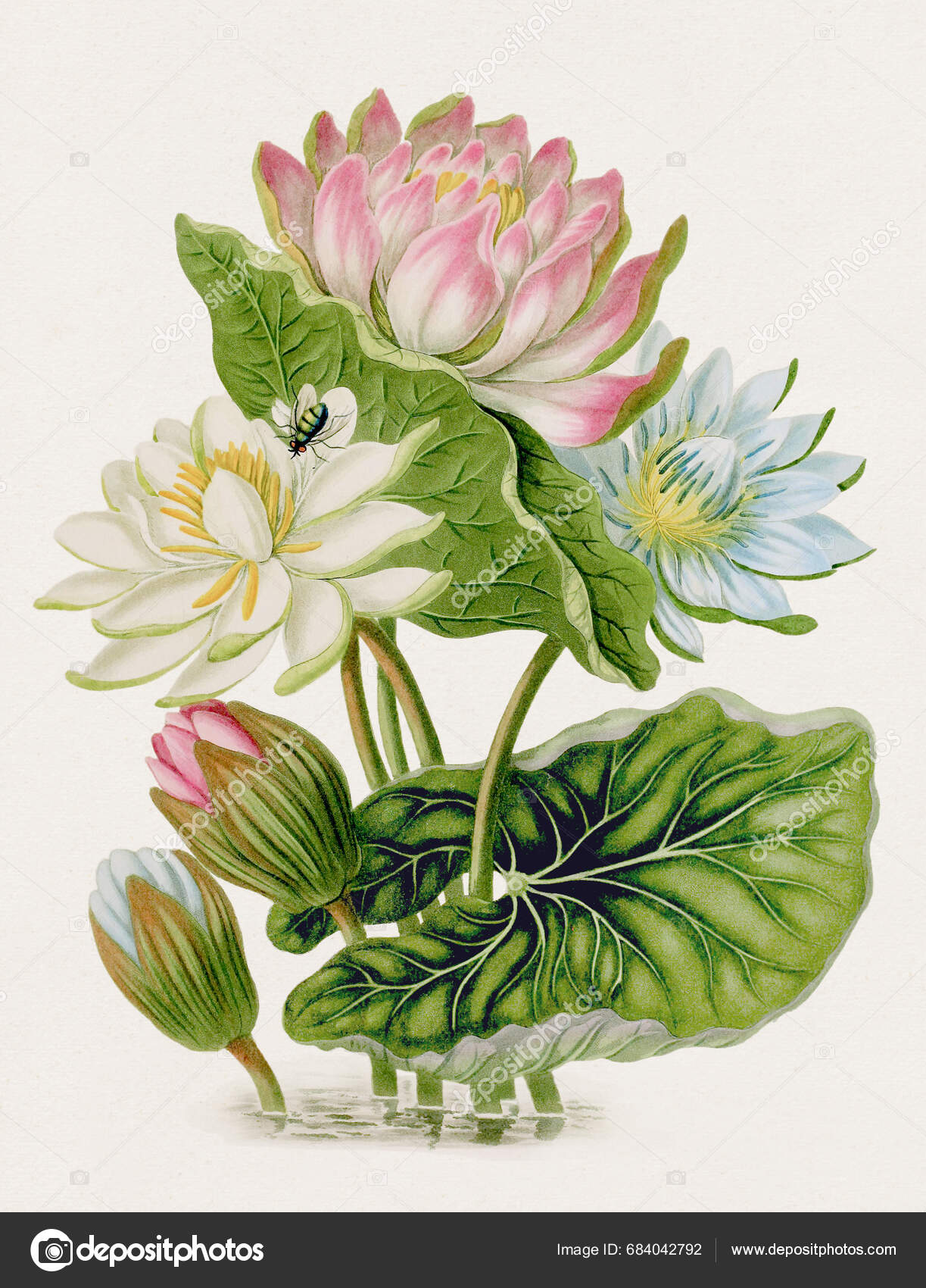 Antique Botanical Illustration Red Blue White Lotus Antique Natural ...