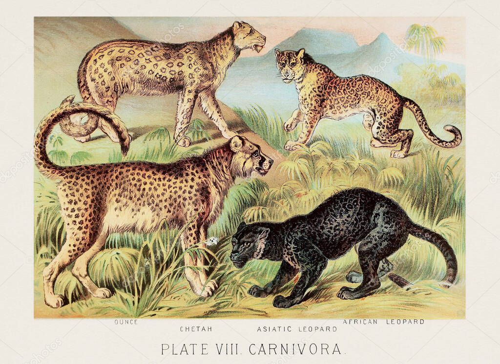 Chitah y Leopardo. Una ilustración zoológica vintage del siglo XIX, que ...
