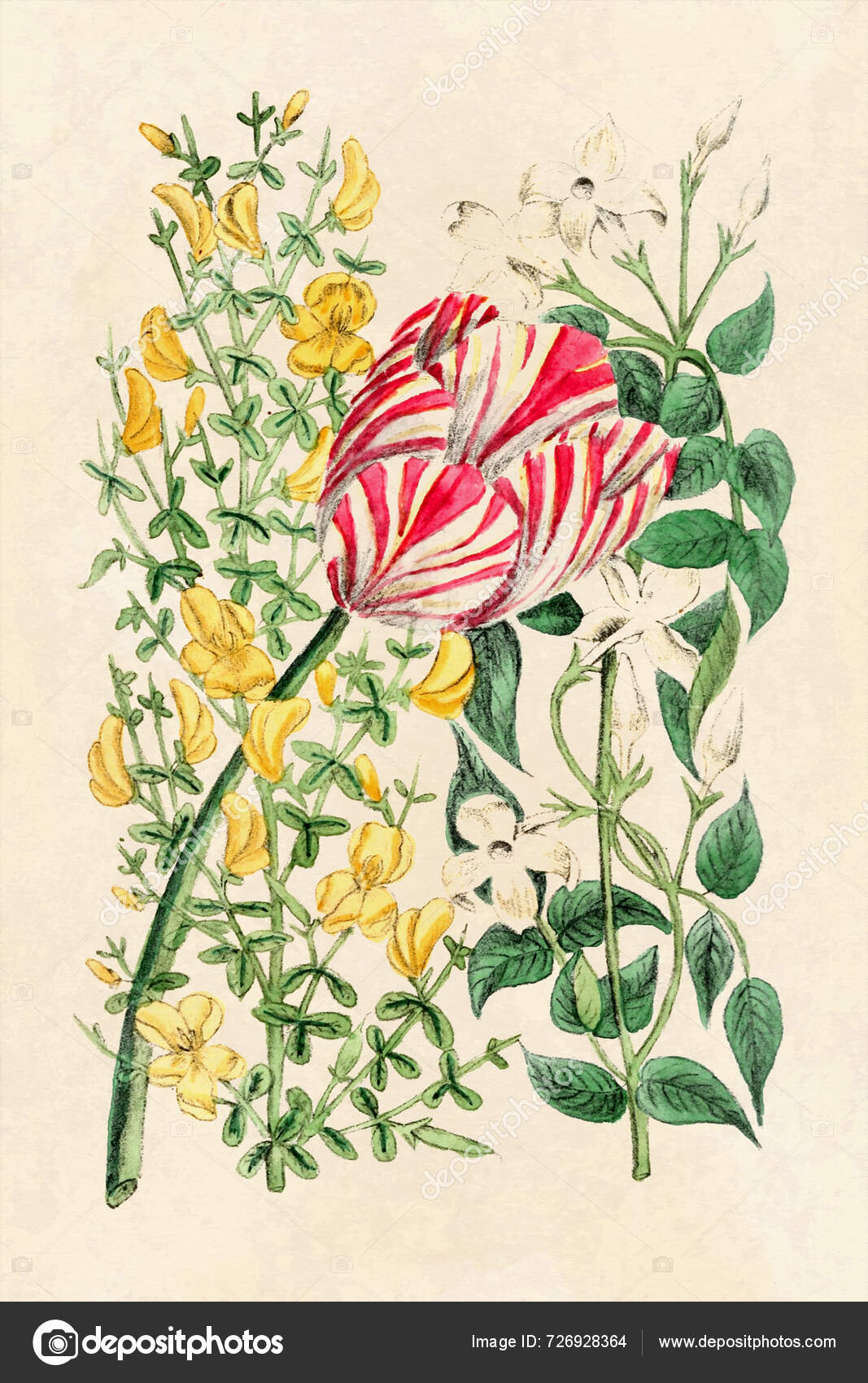 Rustic Flower Illustration Floral Art Beige Background Vintage Style ...