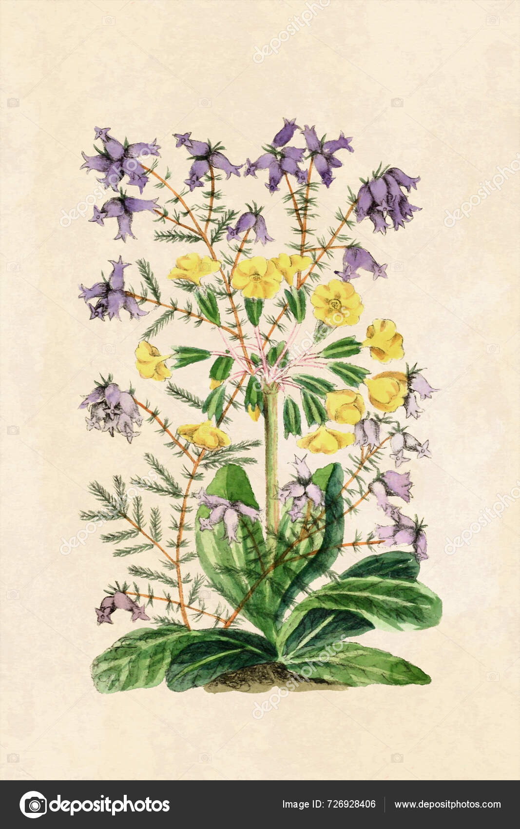 Rustic Flower Illustration Floral Art Beige Background Vintage Style ...