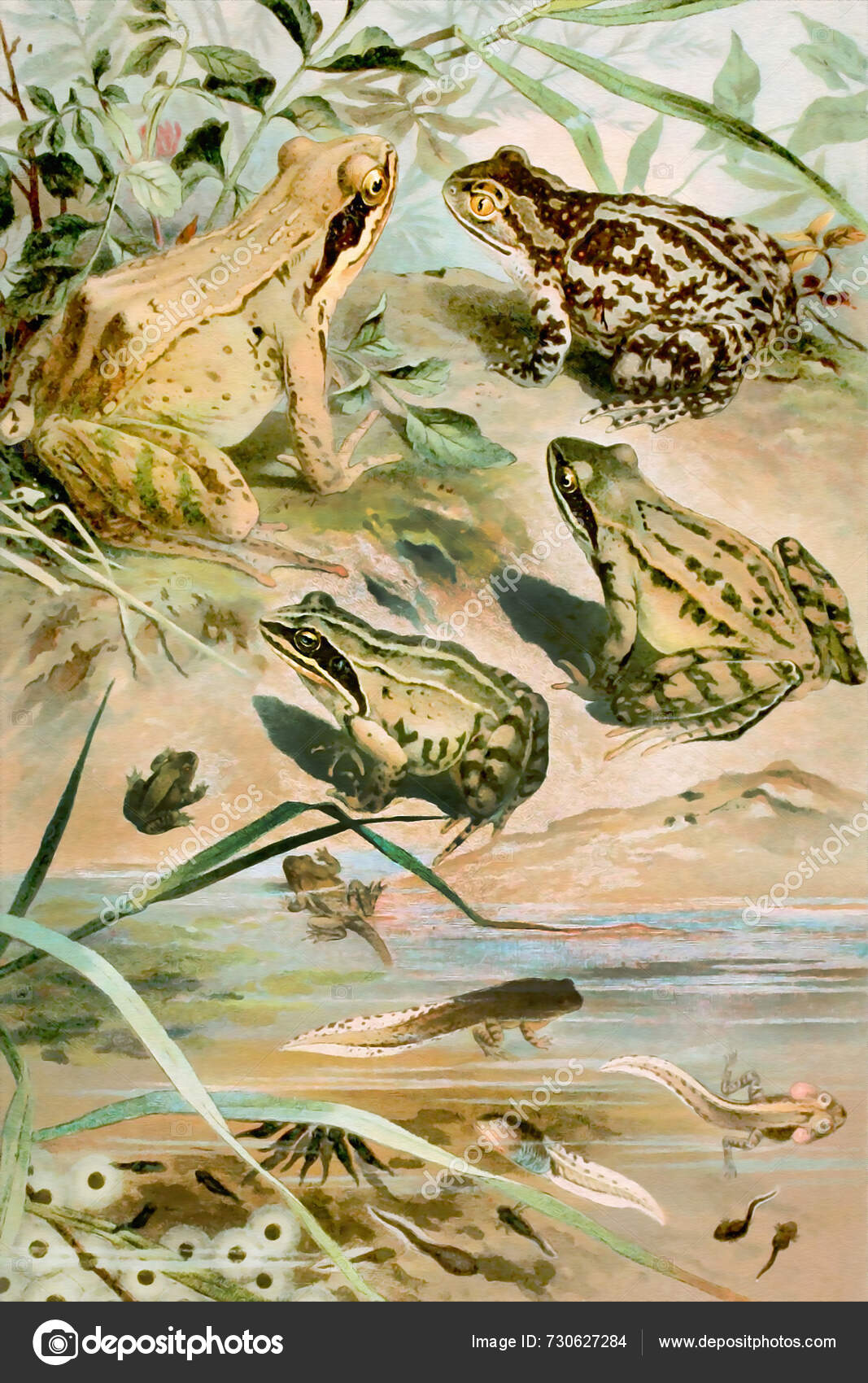 Beautiful Illustration Frogs Pond Digital Watercolor Vintage Style ...