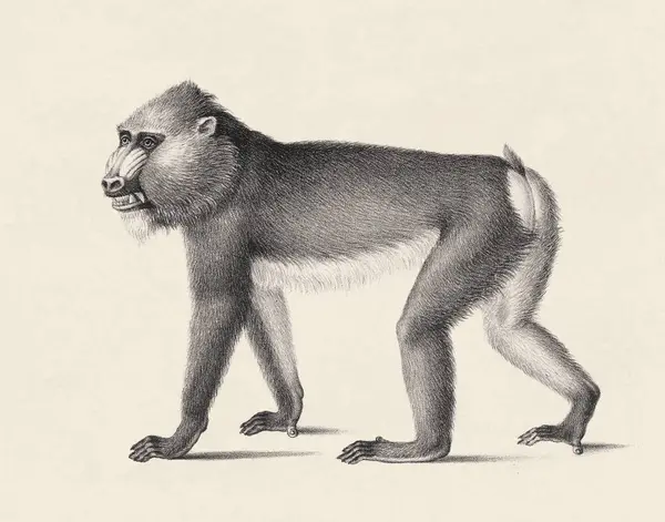 Скачать картинки Imagenes de charles darwin animado, стоковые фото ...