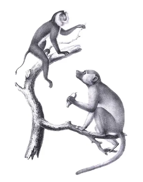 Qué tipo de género es el origen de las especies de charles darwin Stock ...