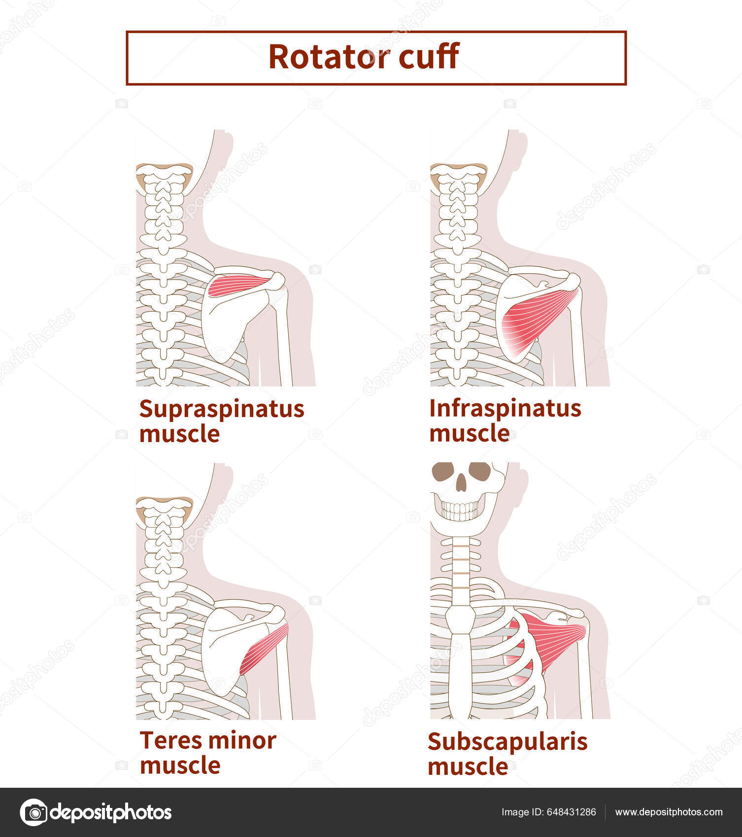 Rotator Cuff Muscles Diagram