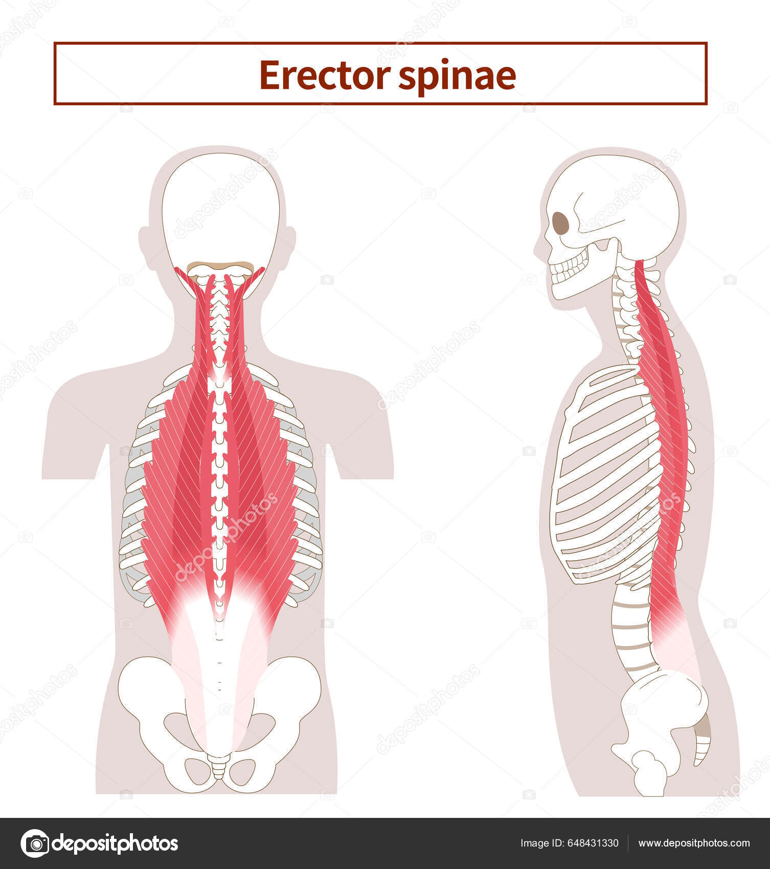 Erector Spinae Muscles Diagram