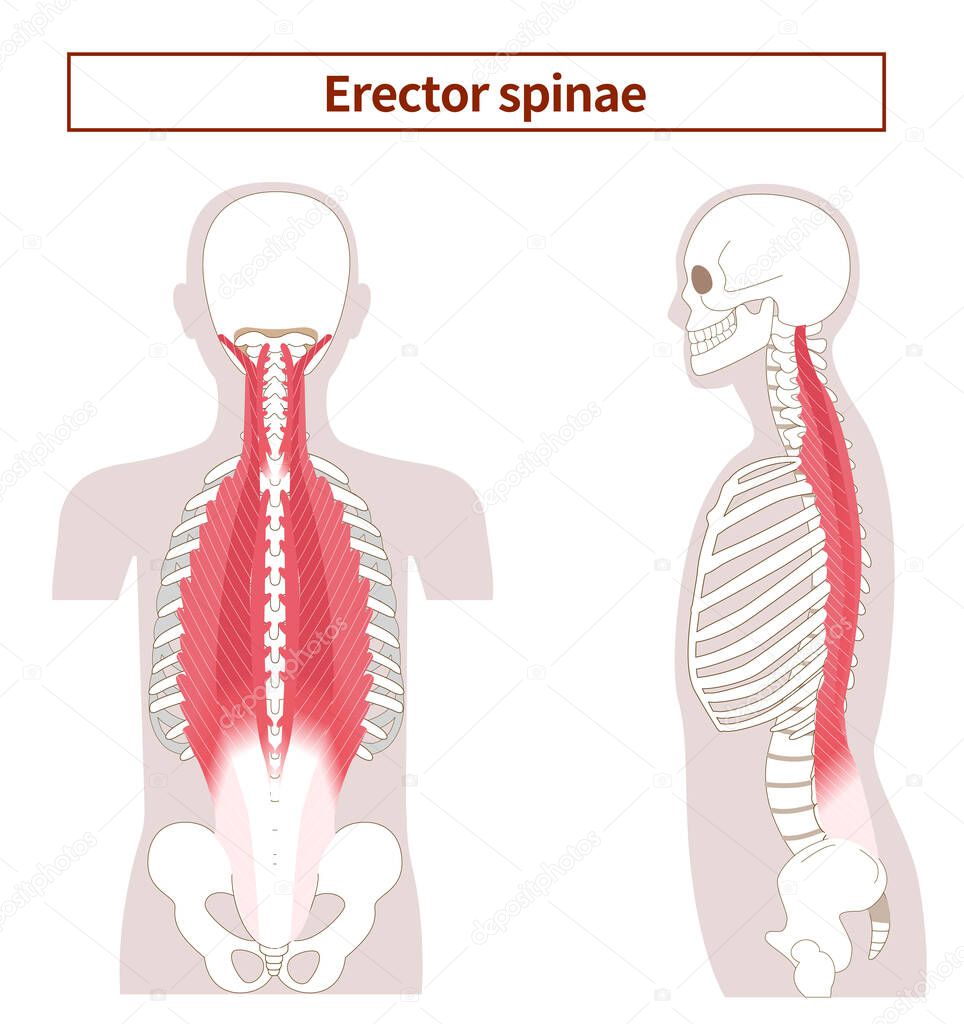 Ilustración de la anatomía del músculo erector espinoso desde el ...