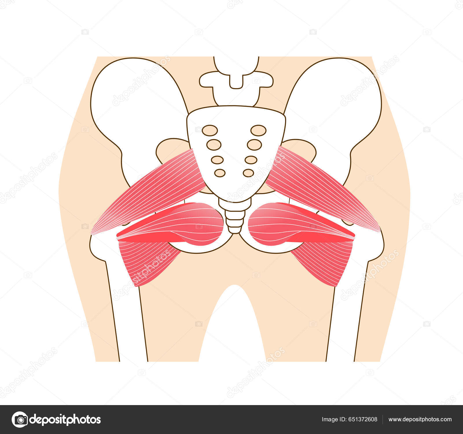 Inner Muscle Illustration Hip External Rotation Six Muscles Stock ...