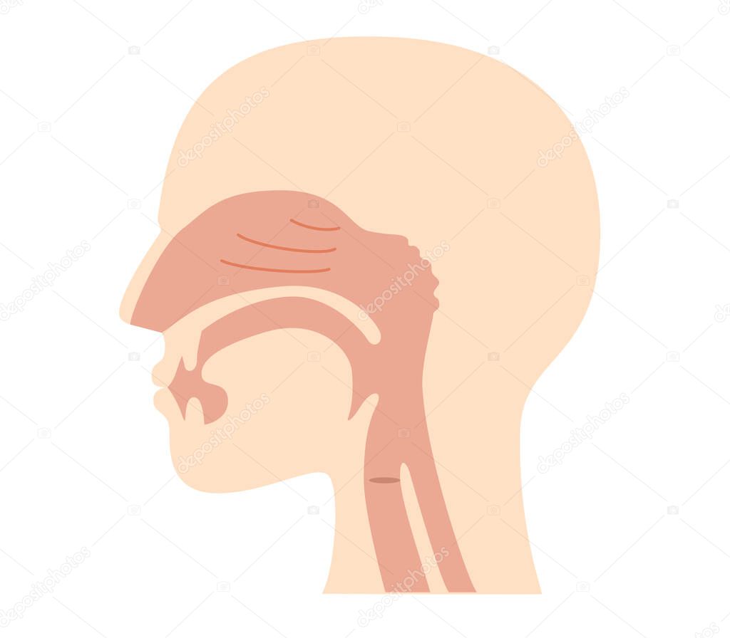 Ilustración de la cavidad nasal y la anatomía faríngea desde la vista ...