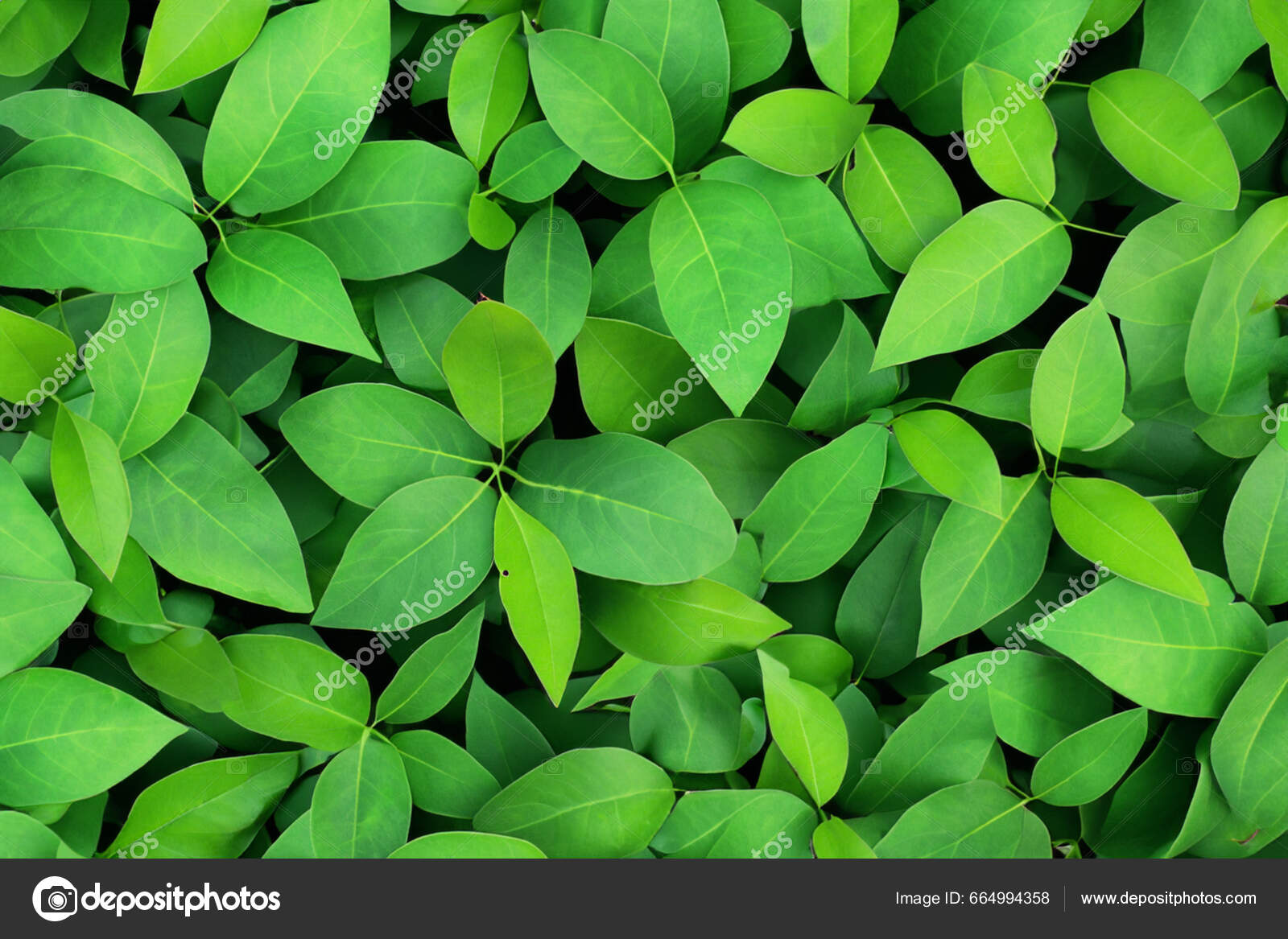 Leafypatch Perfect Random Leaf Background Collection — Stock Photo ...