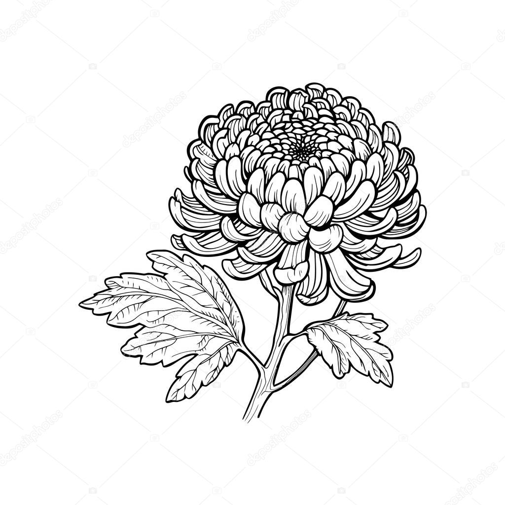 Arte de línea de crisantemo detallado con hojas. Diseño de ilustración ...