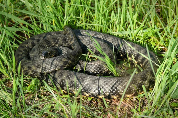 Dead snake Stock Photos, Royalty Free Dead snake Images | Depositphotos