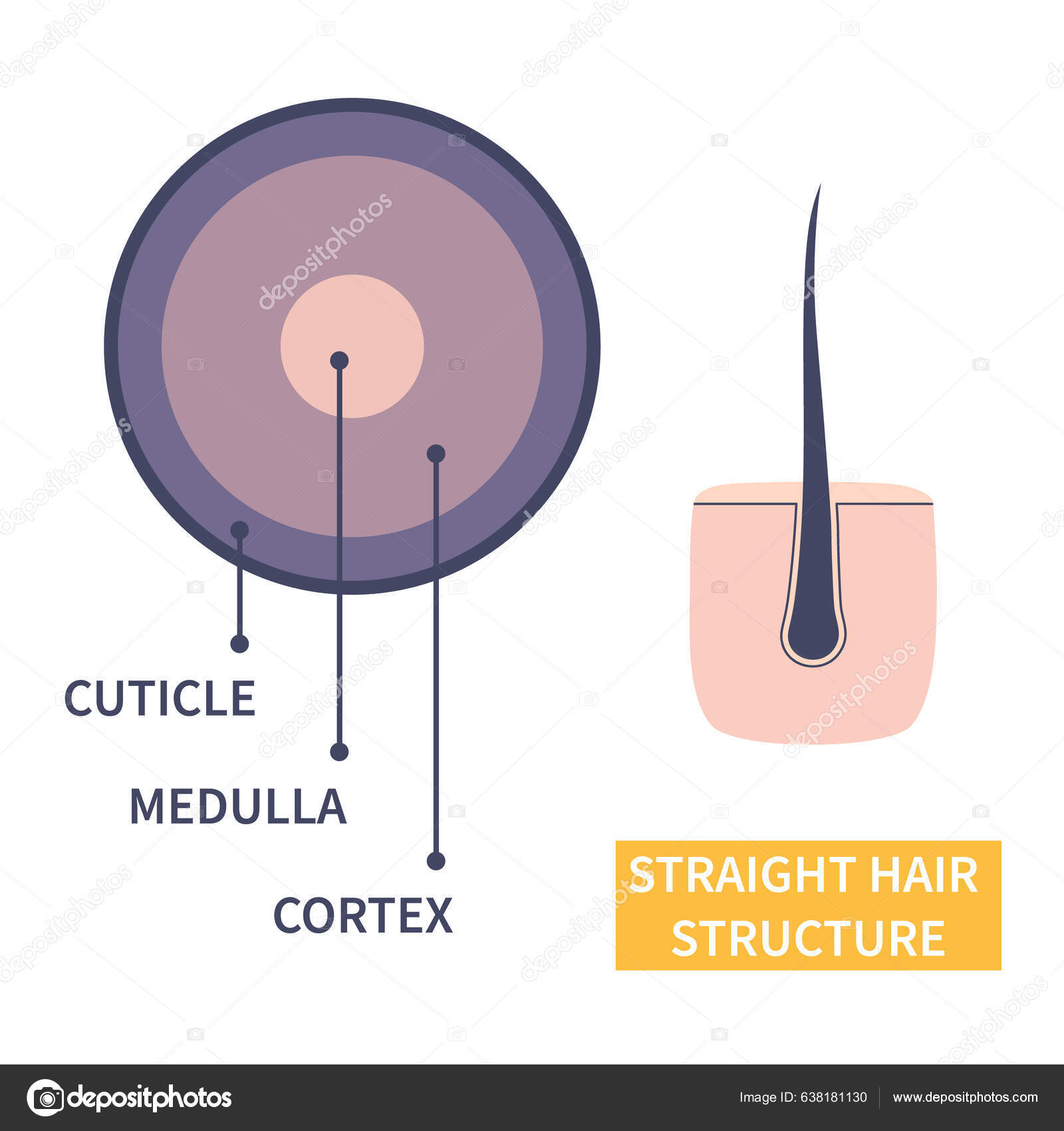 Straight Hair Strand Layers Anatomy Hair Shaft Cross Section Microscope ...