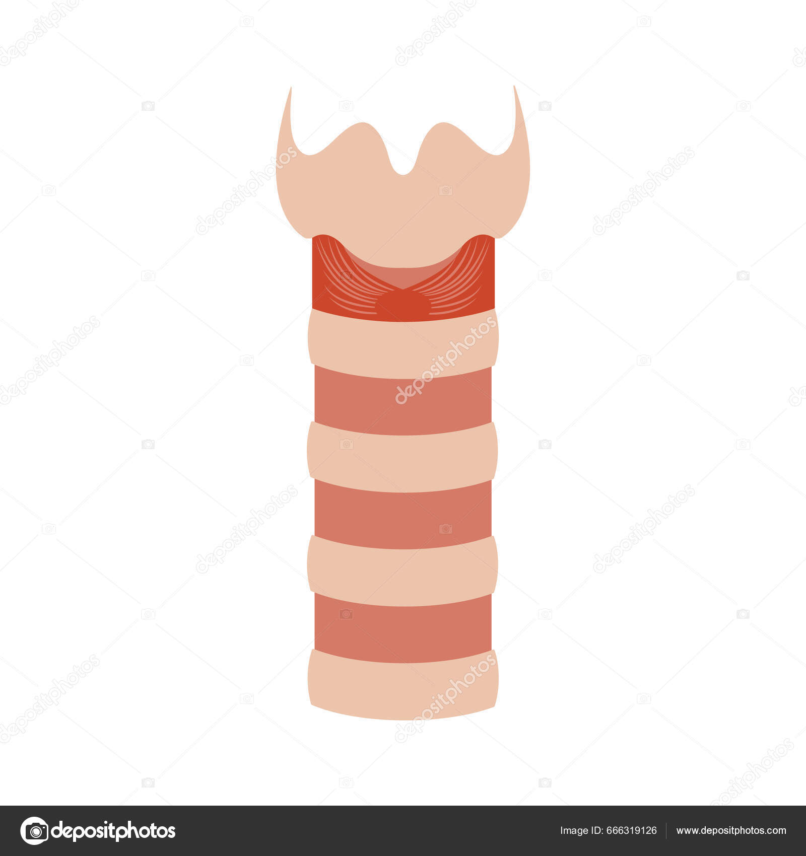 Diagrama De Traqueia Humana Profesor Carlos Profesor Carlos Added A