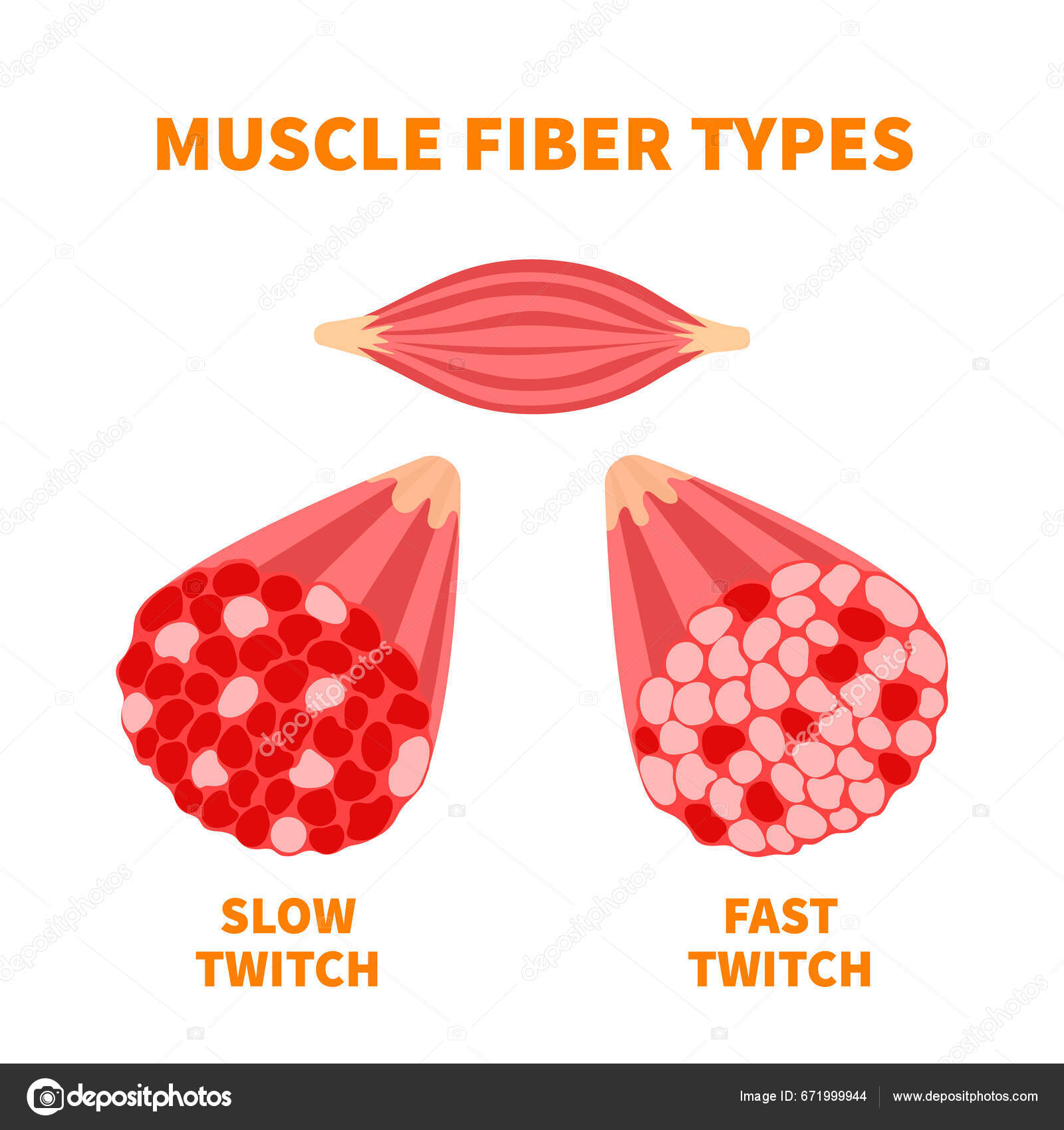 Skeletspiervezels Types Met Langzame Zenuwtrekkingen Snelle ...