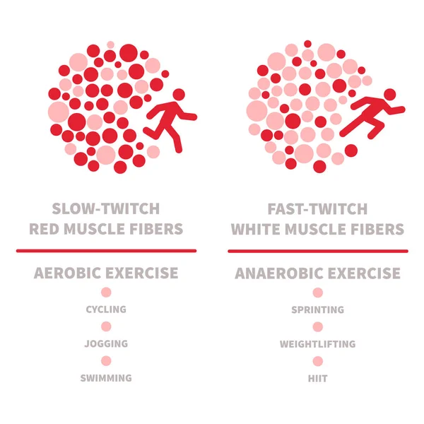 Human Skeletal Muscle Fiber Types Fast Twitch White Muscular Tissue ...