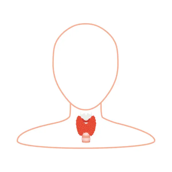 Image vectorielle Organe Glande Thyroïde Sur Silhouette Corporelle ...