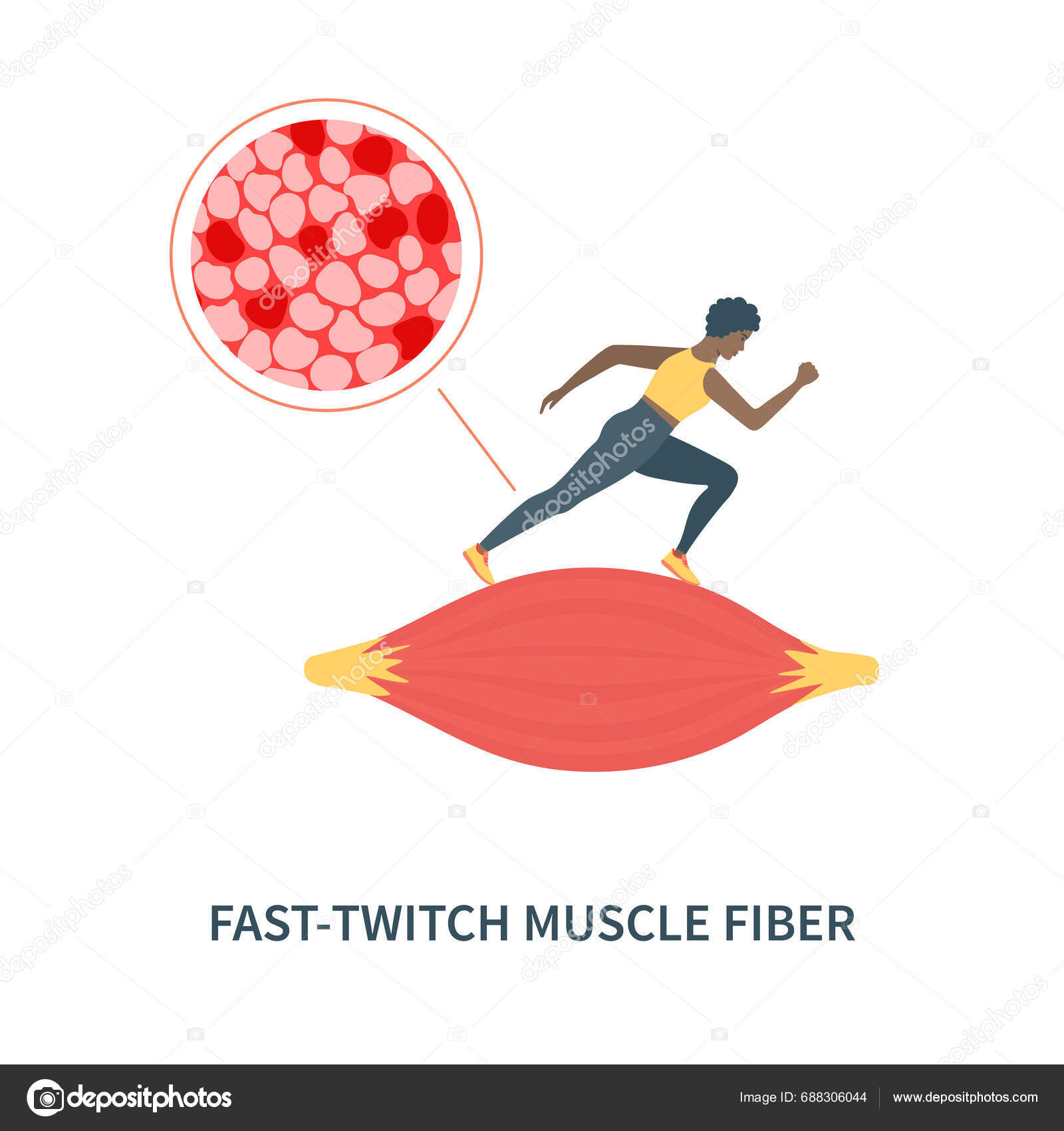 Human Skeletal Muscle Fiber Types Fast Twitch White Muscular Tissue ...