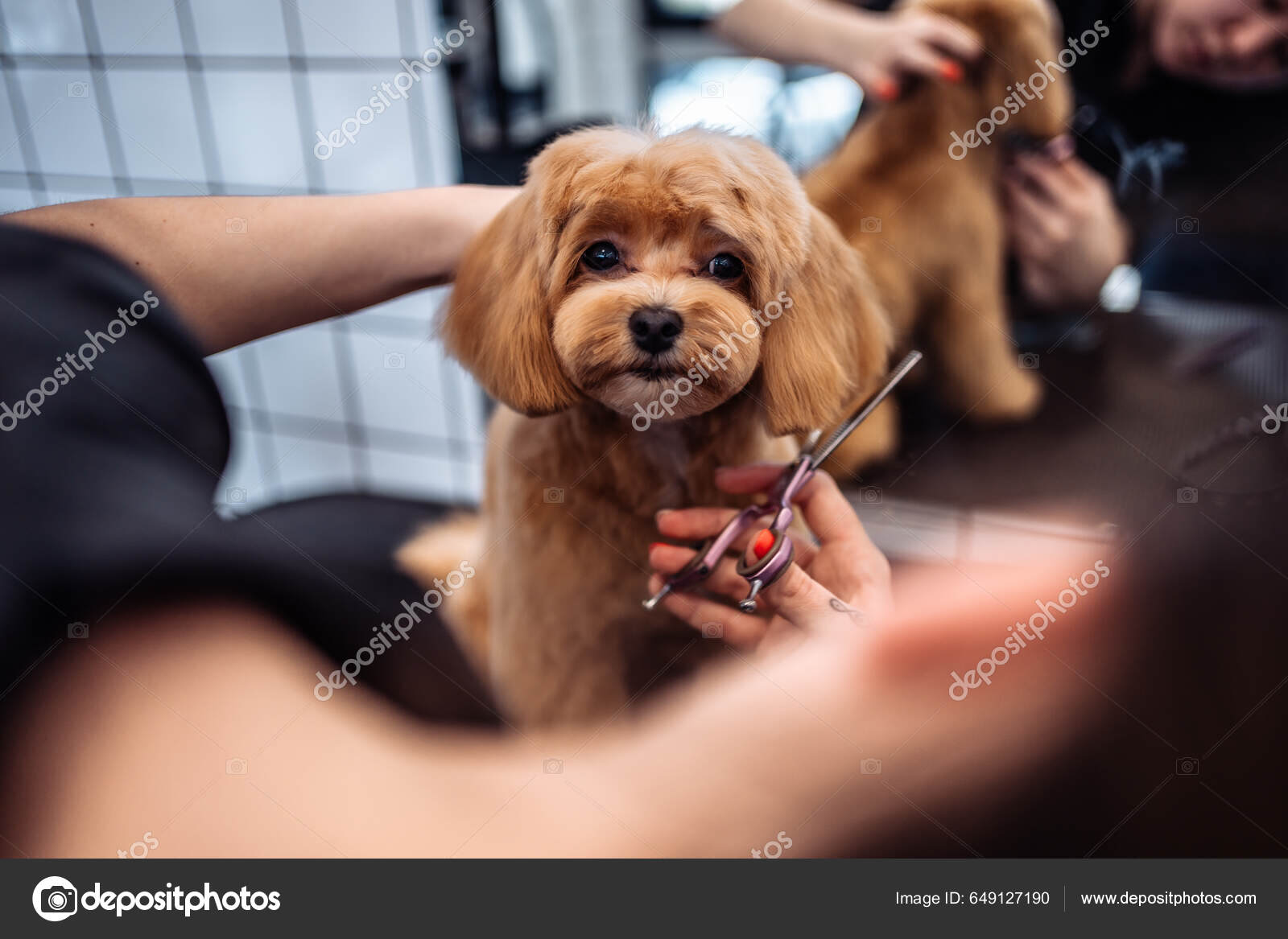 Groomed Dogs Maltipoo Puppies