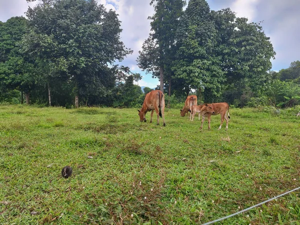 Buri farm Stock Photos, Royalty Free Buri farm Images | Depositphotos