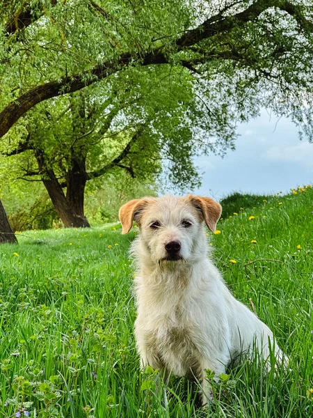 Dog under tree Stock Photos, Royalty Free Dog under tree Images ...