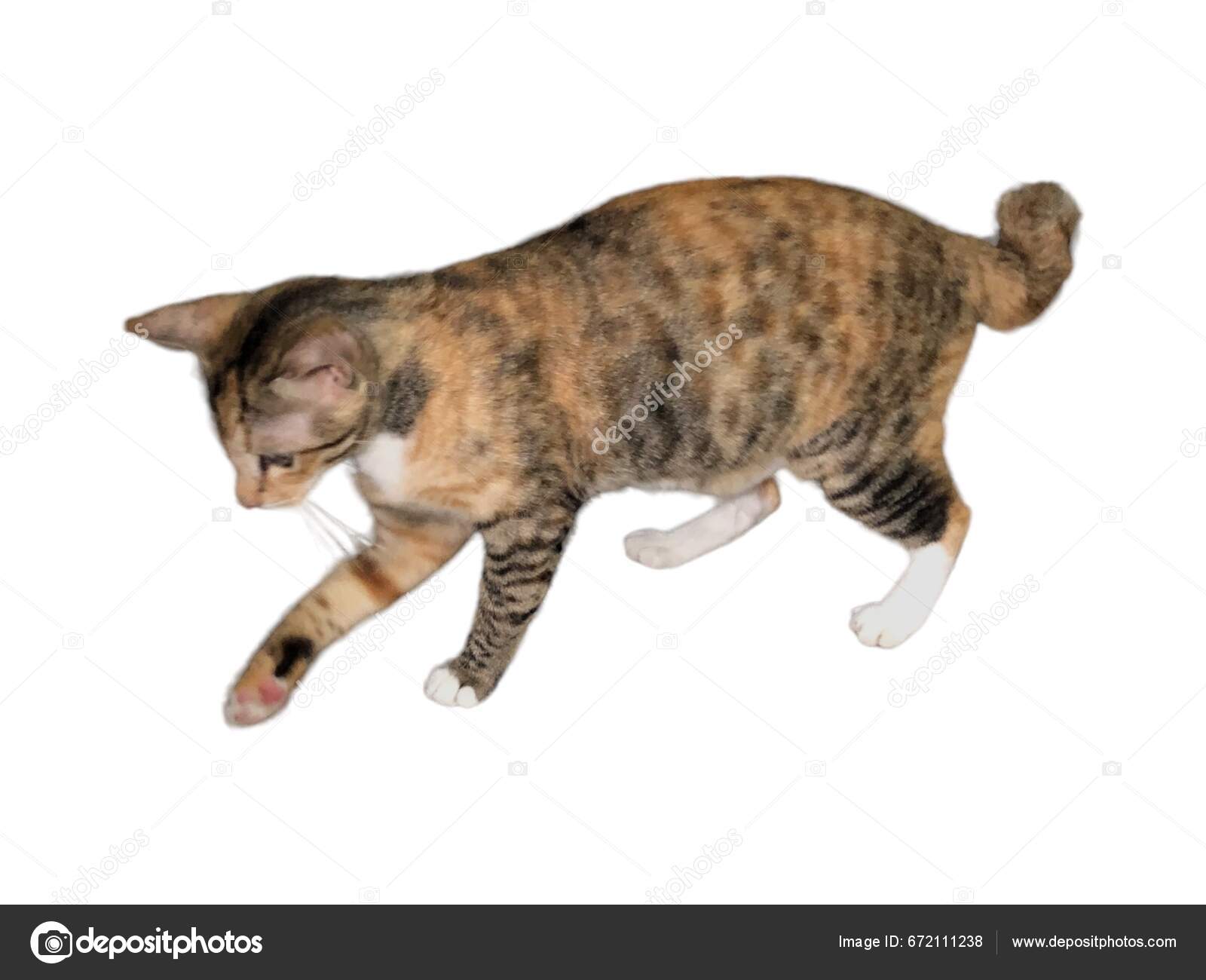 Domestic Cat Walks White Isolated Background — Stock Photo ...