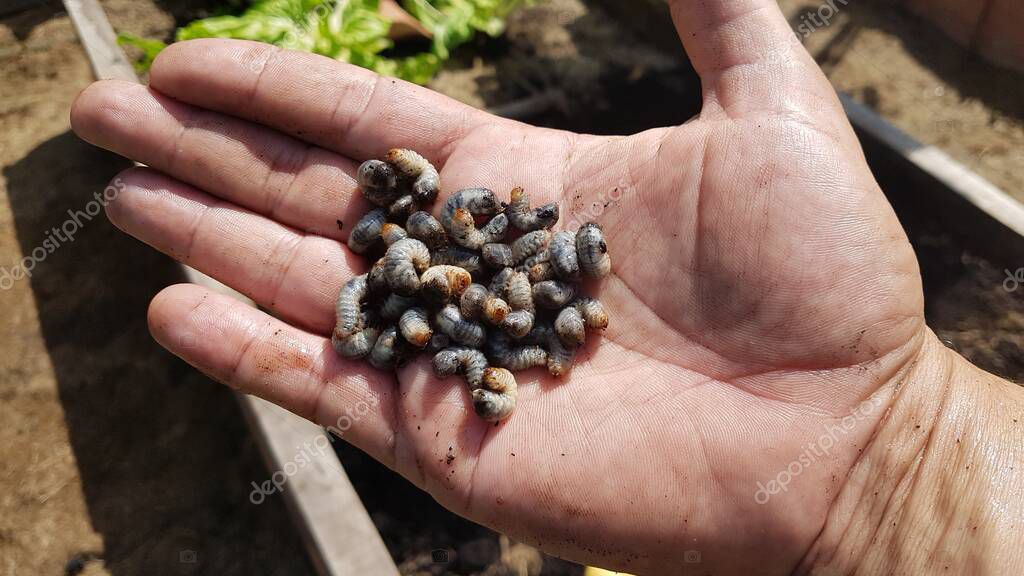 gusano larva en la mano del agricultor. plaga en el huerto de mayo ...