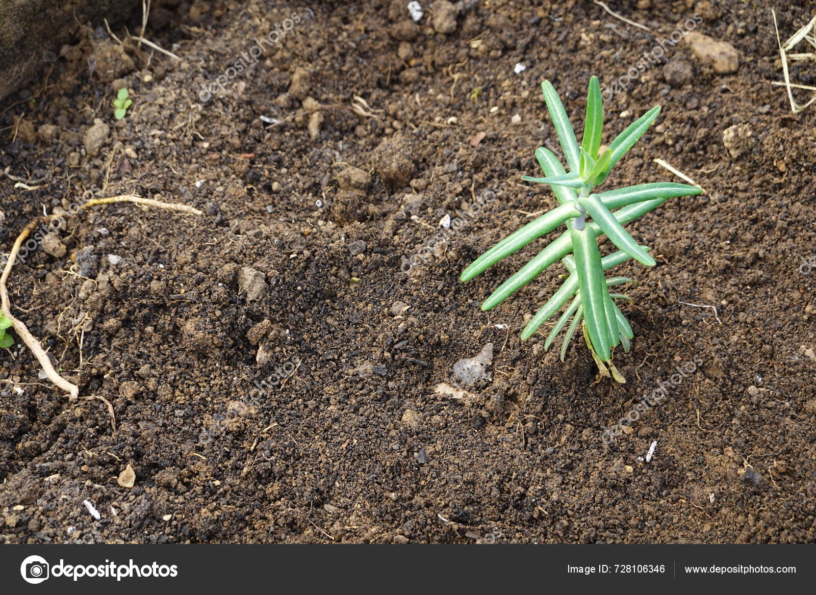 Close Mole Plant Rodent Repellent Medicinal Plant Euphorbia Lathyris ...