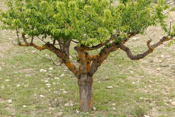 Arak tree Stock Photos, Royalty Free Arak tree Images | Depositphotos