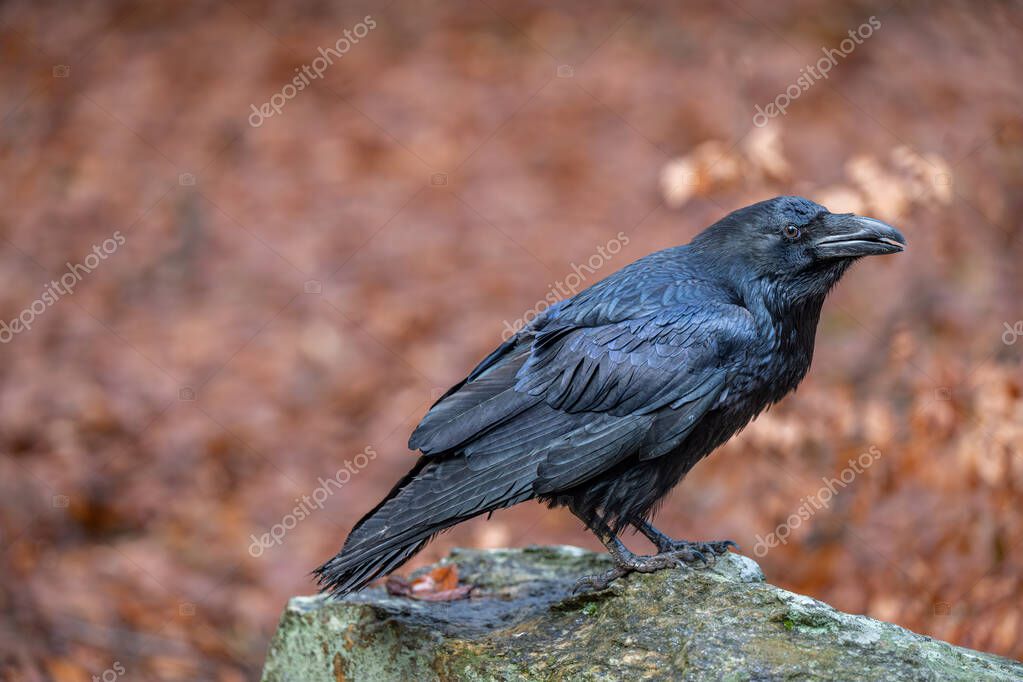 Cuervo común (Corvus corax) encaramado sobre rocas en primavera. Escena ...