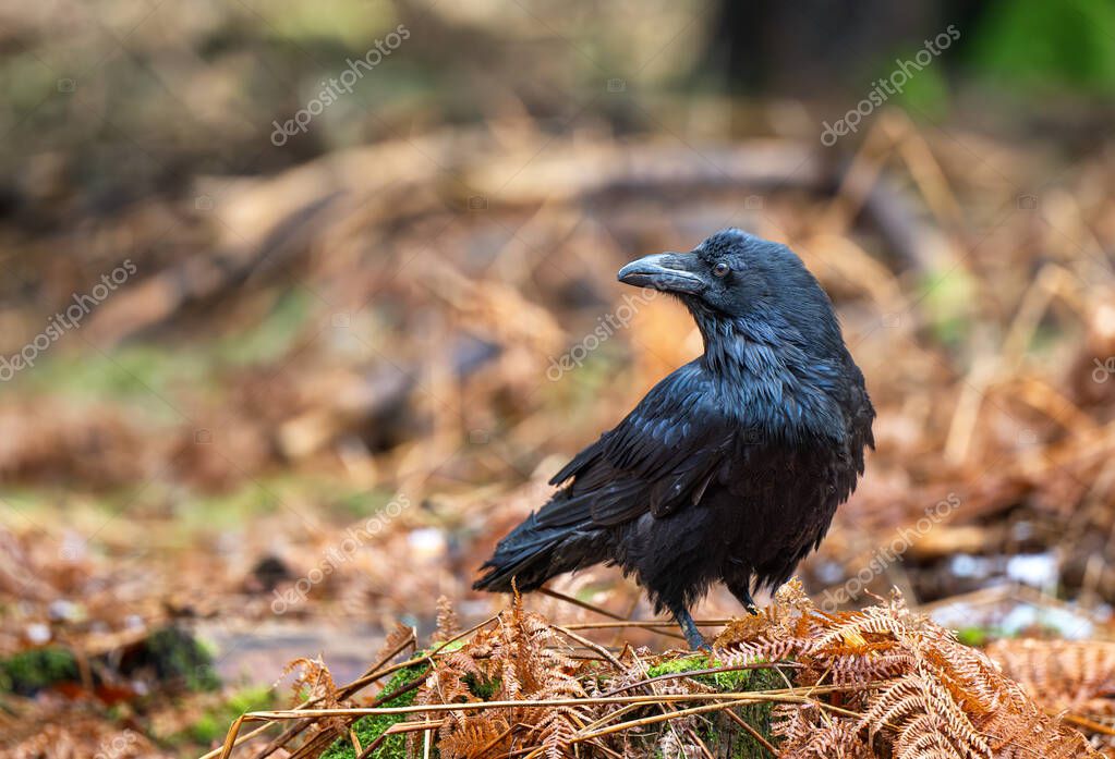 El cuervo común Corvus corax, también conocido como el cuervo del norte ...