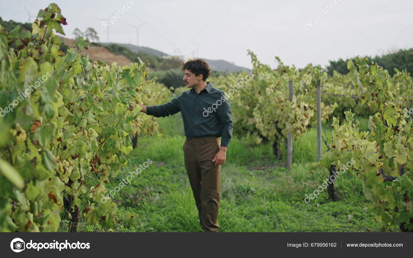 Professional Grapegrower Inspecting Grape Vine Walking Bushes Rows ...