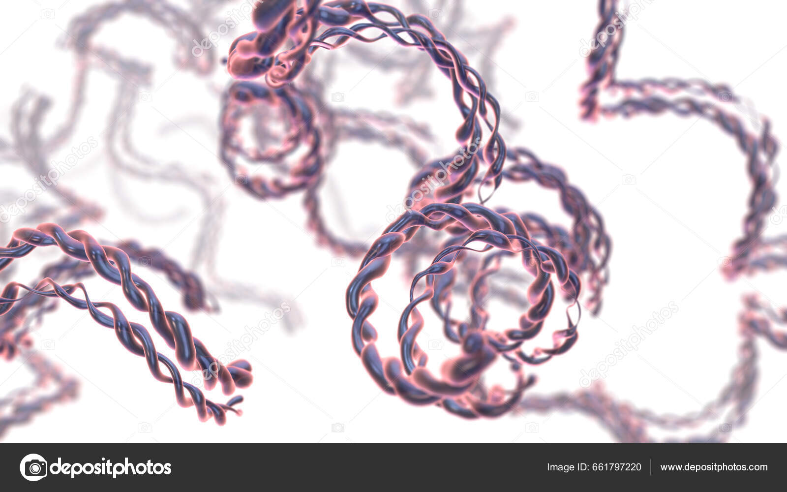 Spiral Bacteria Under Microscope