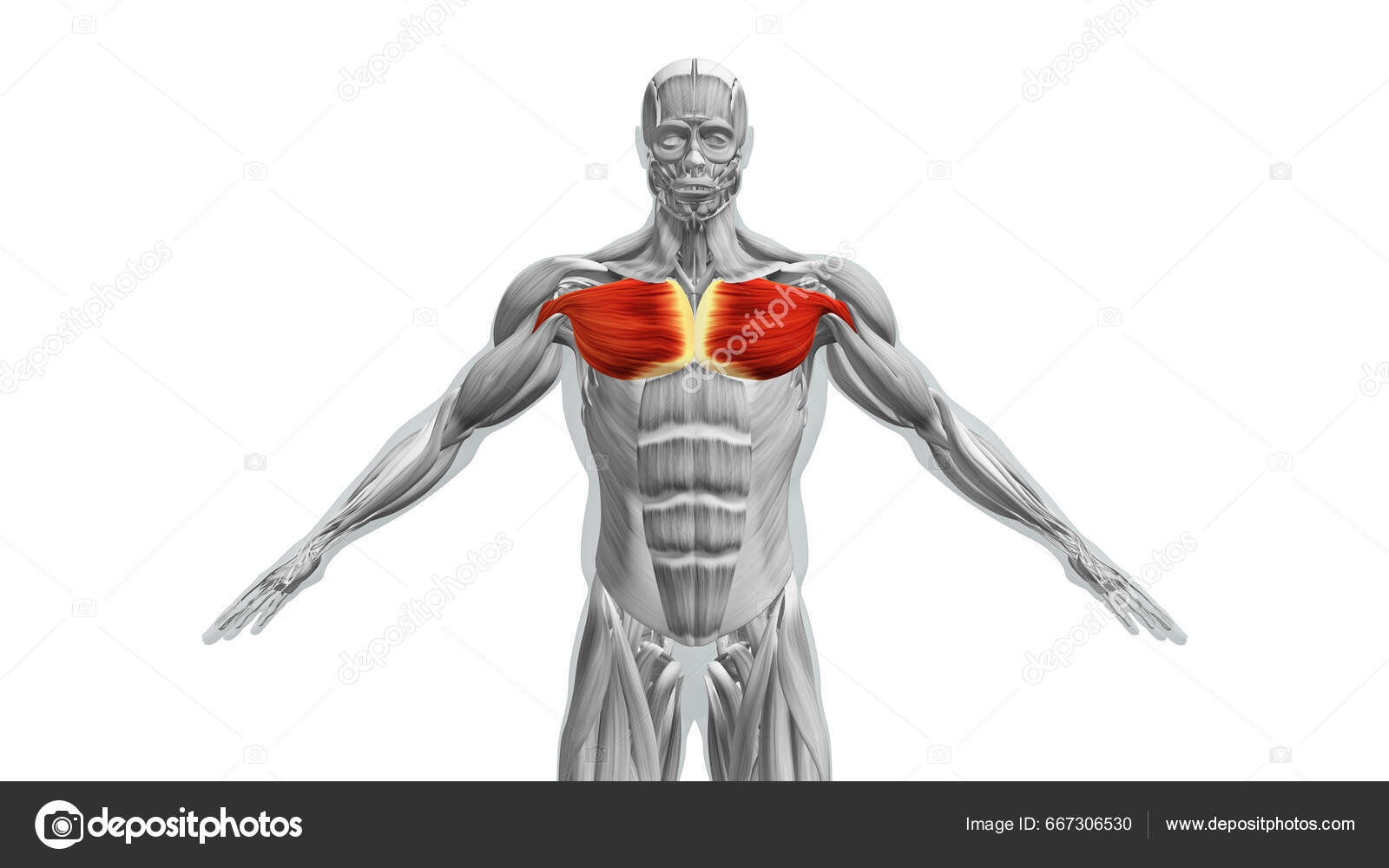 Pectoral Muscles Diagram