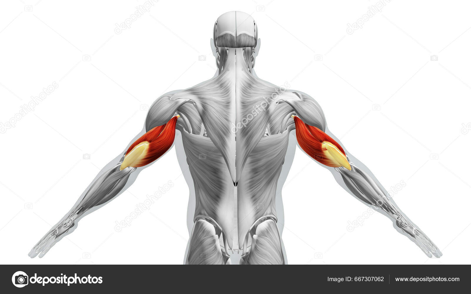 Anatomía Los Músculos Del Tríceps: fotografía de stock © JitendraJadhav ...