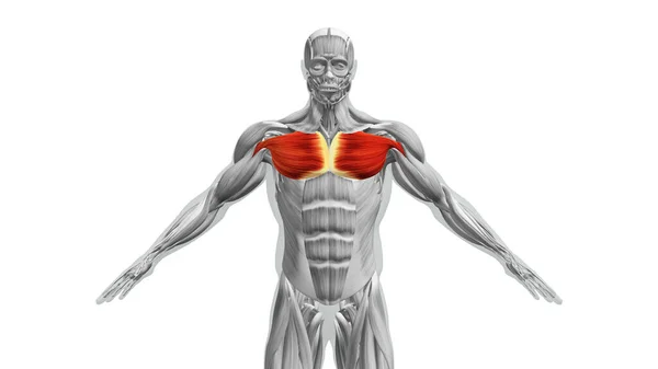 Pectoralis Major Muscle Diagram