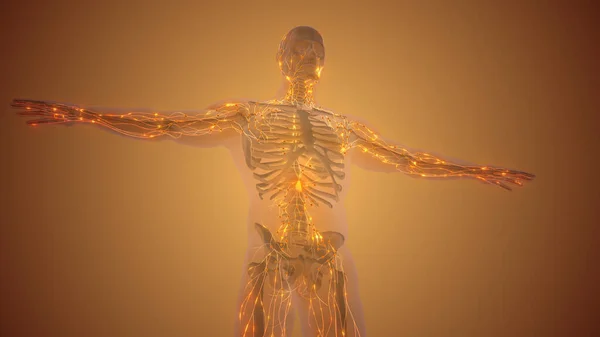 Sistem Lymphatic Anatomi Dan Fisiologi — Stok Foto © JitendraJadhav ...