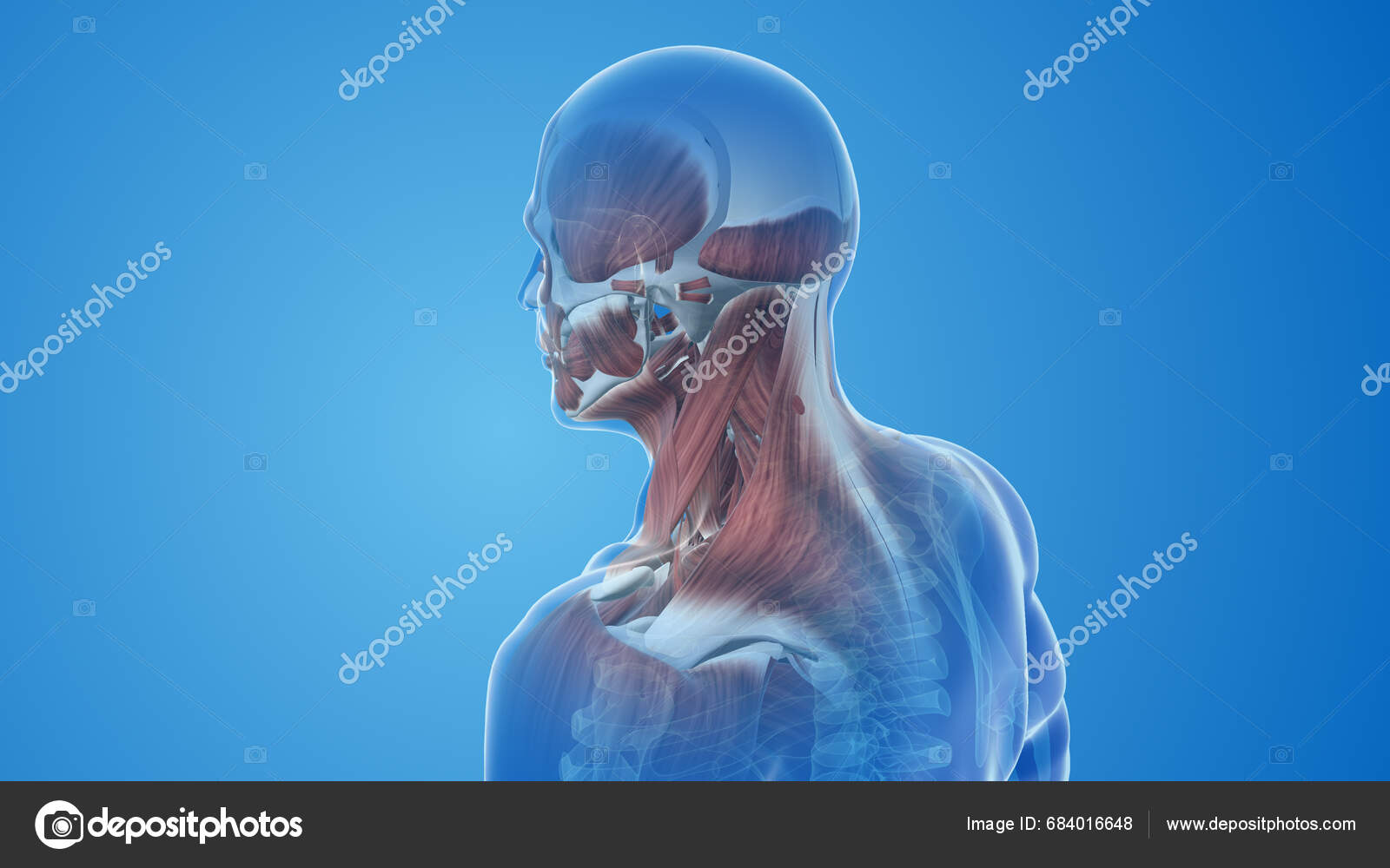 Sternocleidomastoid Muscles Pain Injury Stock Photo by ©JitendraJadhav ...